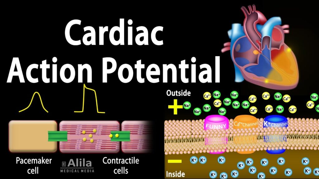 Cardiac Action Potential, Animation. – Union Brigade